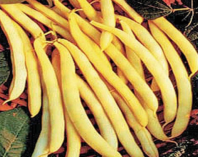 Cherokee Wax Bush Bean Seeds, Heirloom, NON GMO, Country Creek Acres - Etsy