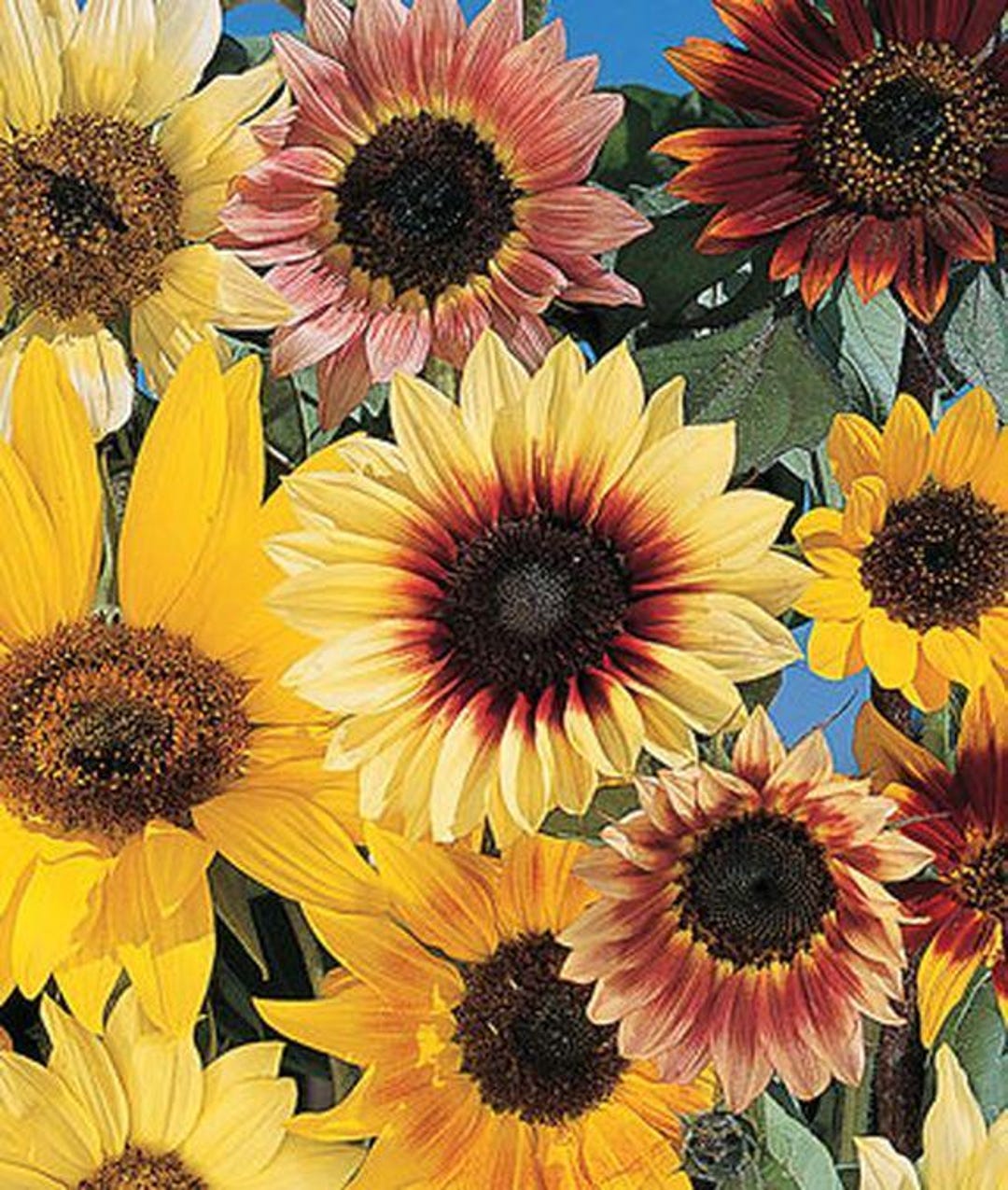 Sunflower Symphony Mix Seeds - A Diverse and Visually Interesting ...