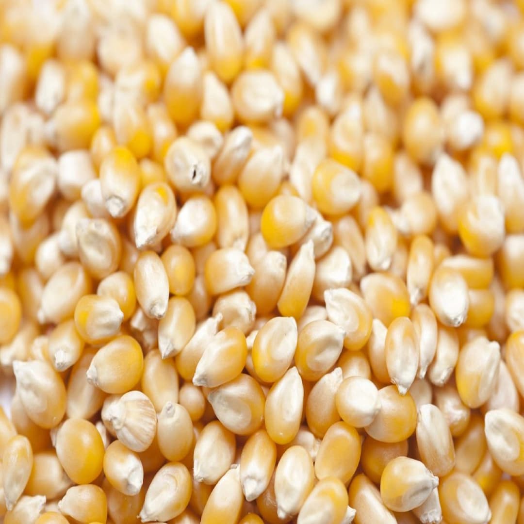 Yellow Popping Corn, Corn Seed for Growing, Heirloom, NON-GMO Country ...
