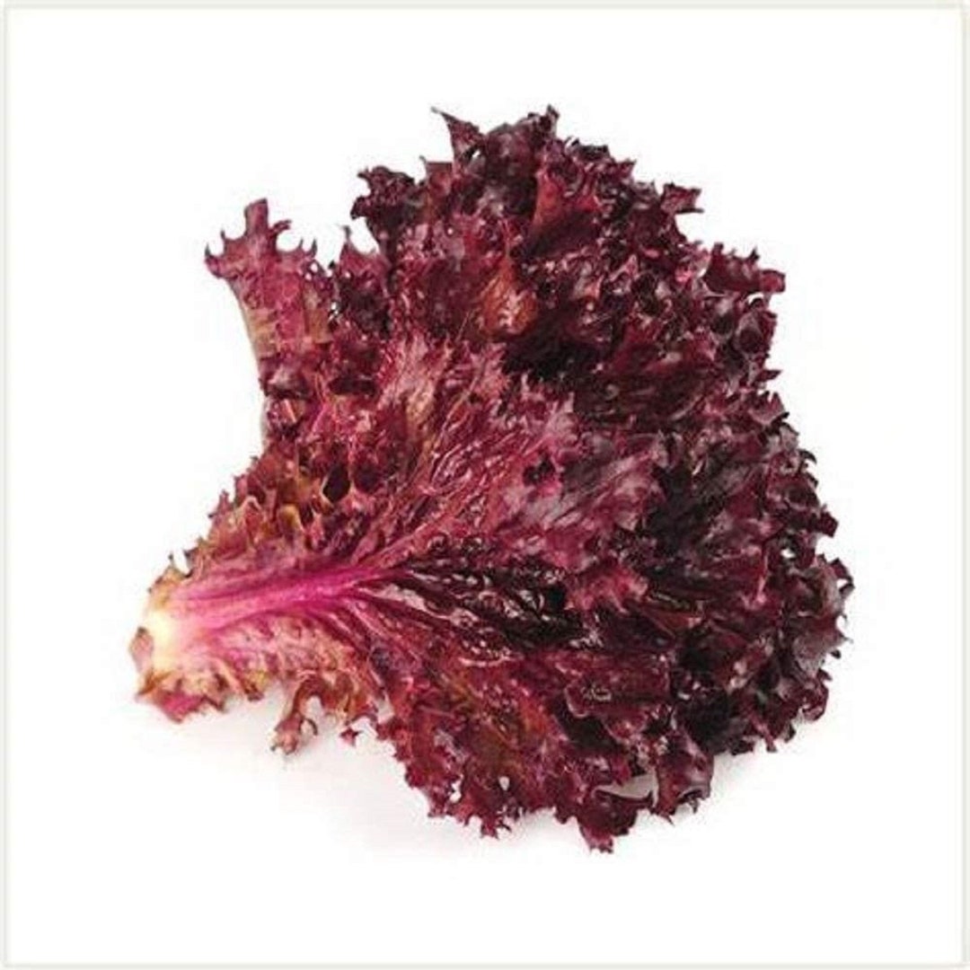 Lettuce Ruby Red Seeds, Deep Red Variety That is Excellent for ...