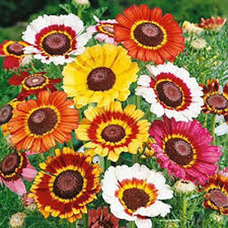 Painted Daisy Seeds, Flower Seeds , Beautiful Mulit Colored Blooms. - Etsy