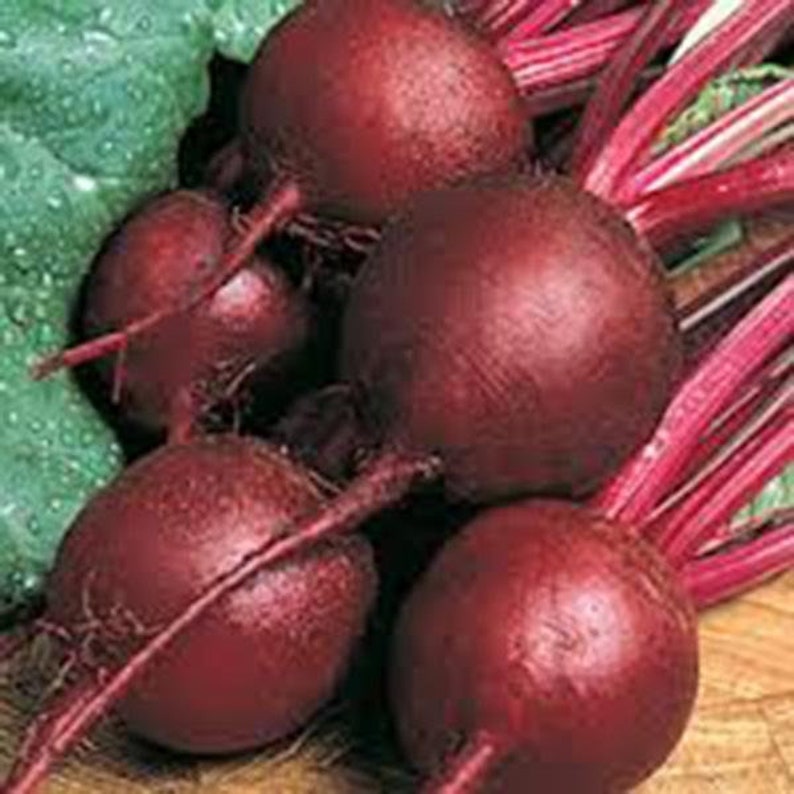 Beets, Ruby Queen, Heirloom, NON-GMO Seeds, Tender and Sweet, Deep Red ...