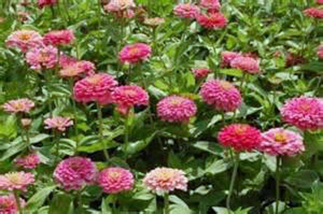 Exquisite Zinnia Seeds Flower Seeds, Beautiful Bright Crisp Colors - Etsy