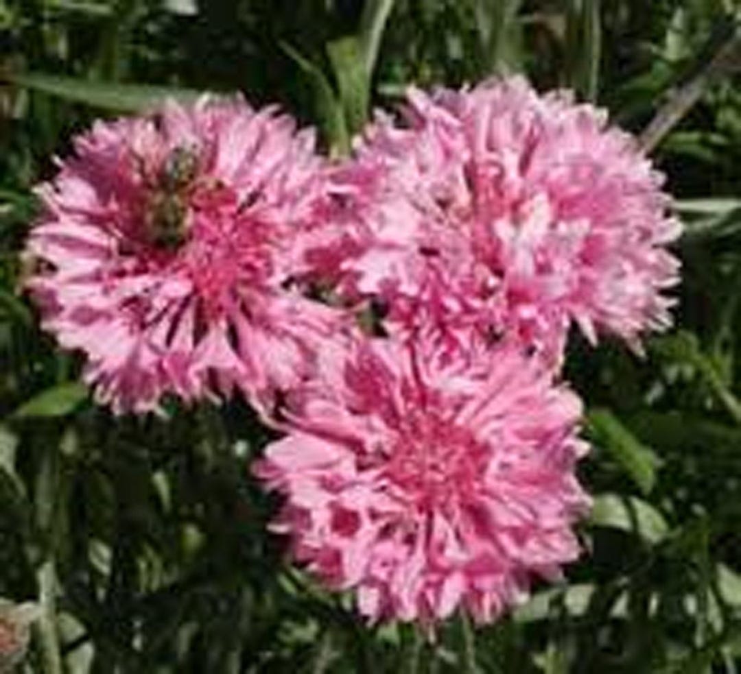 Bachelor Button, Tall Pink Seeds, Beautiful Bright Blooms, - Etsy