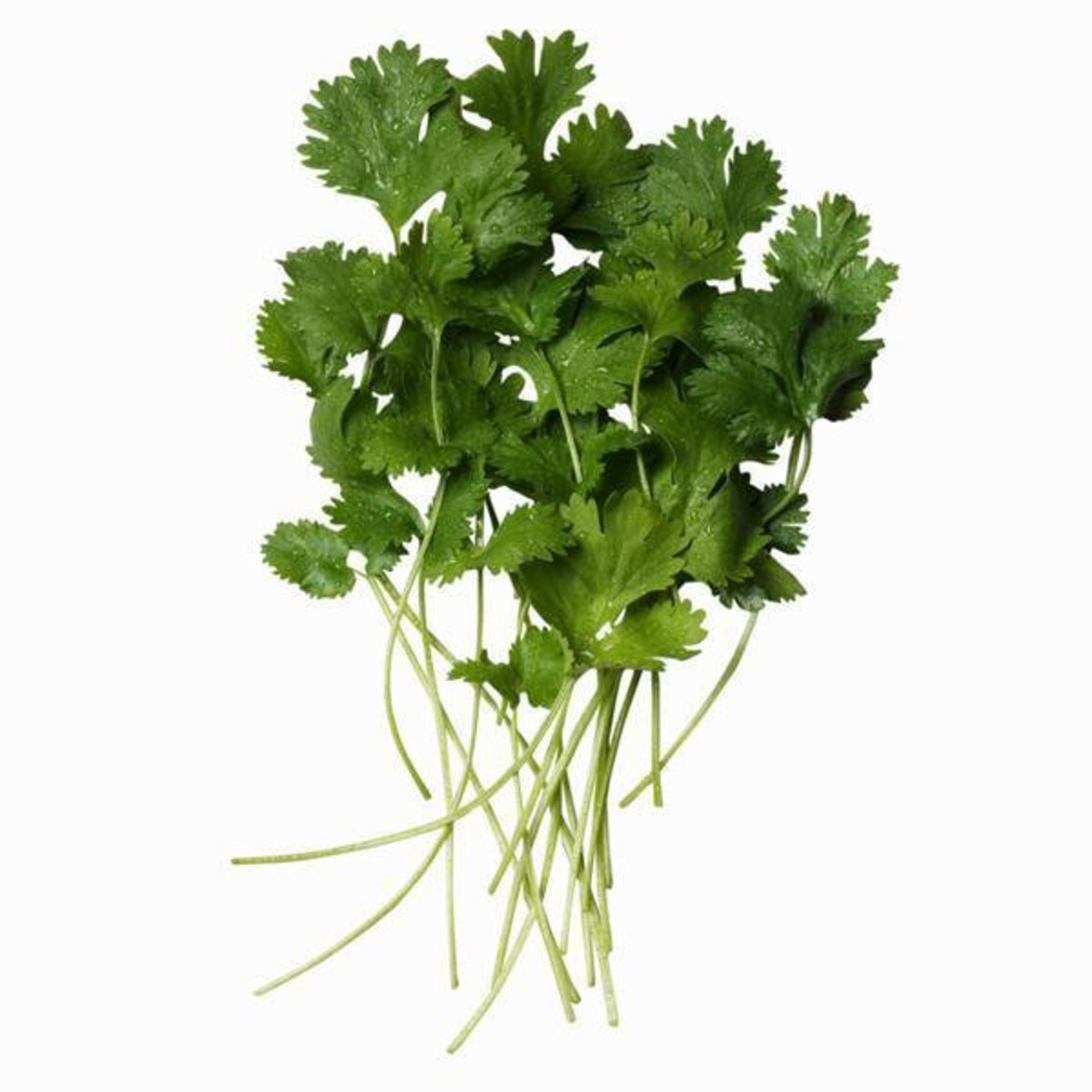 Cilantro Seed, Slow Bolt, Heirloom, NON-GMO Seeds, Great Fresh or Dried ...