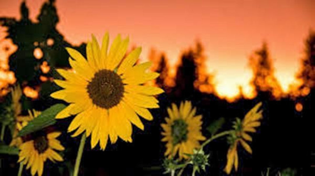 Golden Sunflower Seeds Heirloom, the Classic Sunflower - Etsy