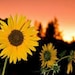 Golden Sunflower Seeds Heirloom, the Classic Sunflower - Etsy