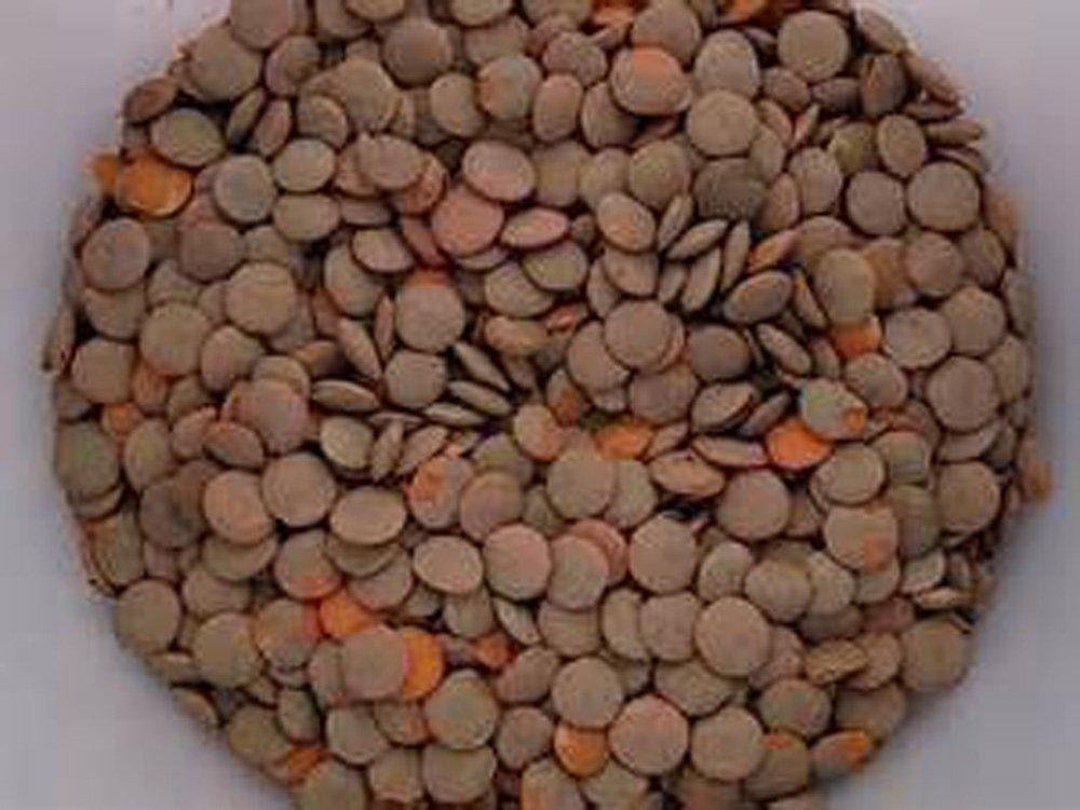 Lentil Seed Red Lentil Seeds, Microgreen, Sprouting, Seed, NON GMO ...