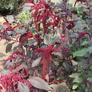 Red Army Amaranth Seeds - Striking, Dark Red-maroon Leaves and Often ...