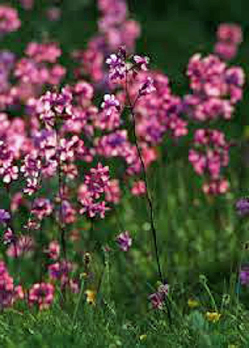 Catchfly Flower Seeds Beautiful Crimson-rose/pink Blooms . - Etsy