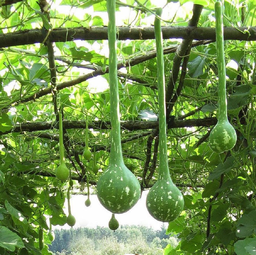 Craft Your Own From Nature: Dipper Gourd Seeds, Non-gmo - Etsy