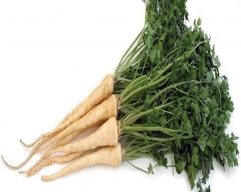 Parsley Plain Single Parsley Seeds Heirloom NON GMO - Etsy
