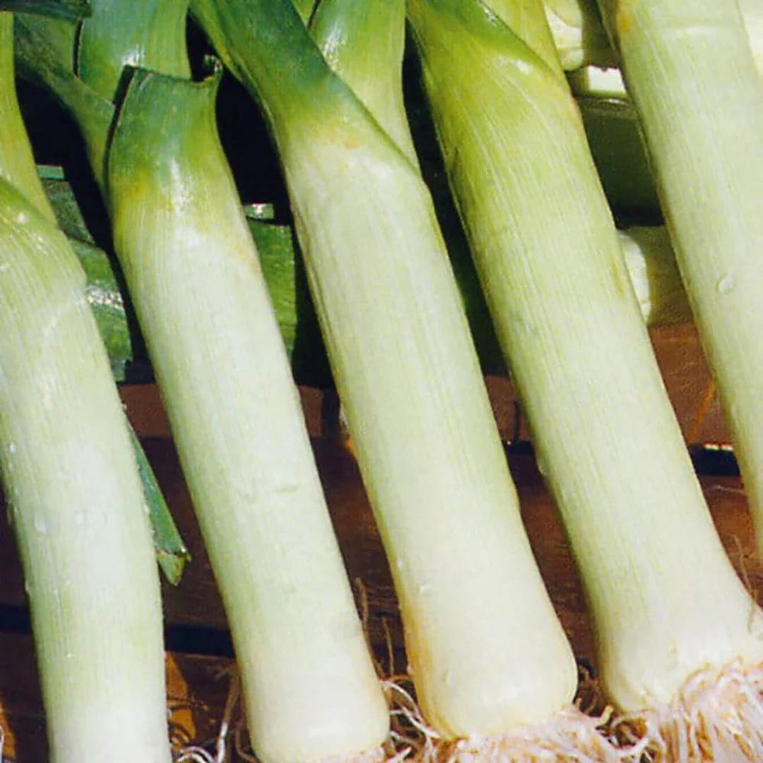 Carentan Leek Seeds - Produces Thick, White Stalks - Has a Mild, Sweet ...