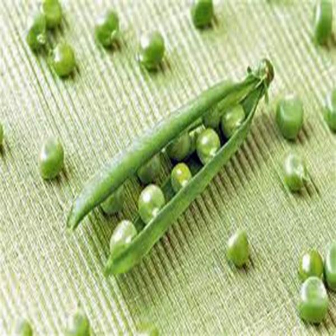 Peas, Lincoln, Heirloom, NON-GMO Seeds, A Great Tasting Pea, Fresh or ...