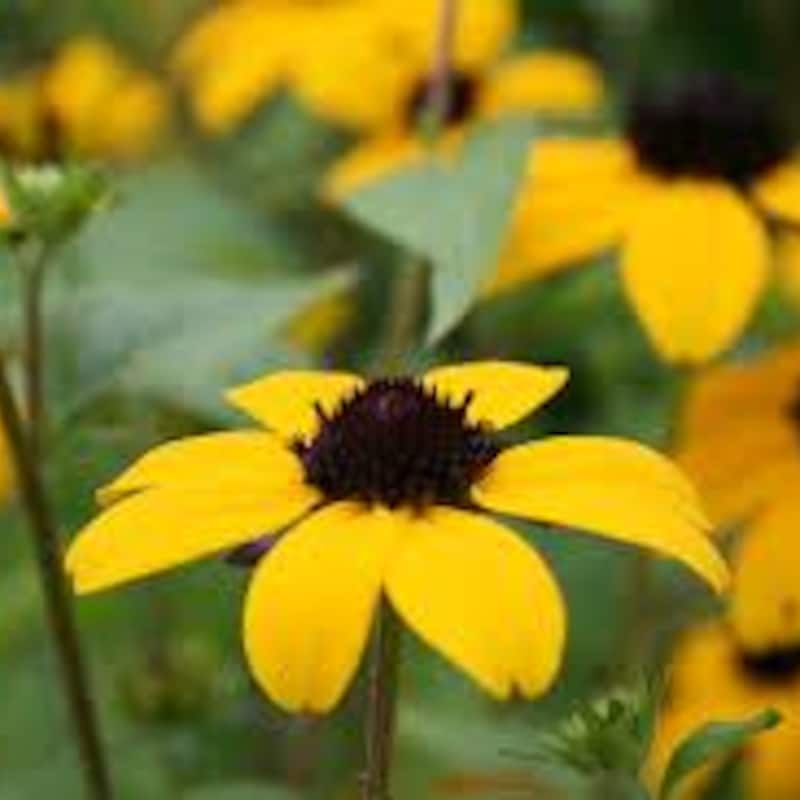 Brown Eyed Susan - Etsy