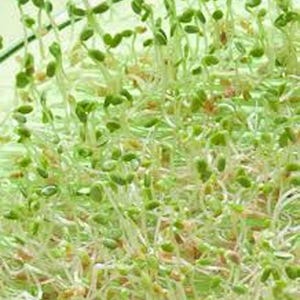 Leafy Garden Sprouting Mix- Mix of Clover, Arugula, Radish and ...