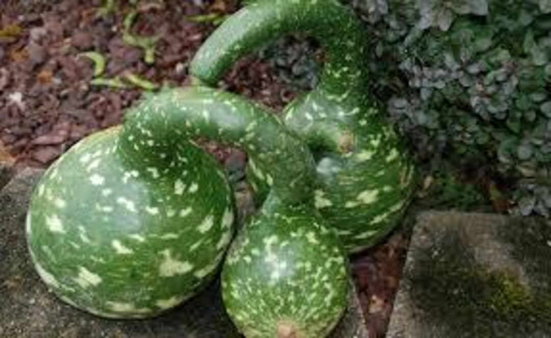 Speckled Swan Gourd Seeds, Non-gmo, Unique Shapes and Coloring - Etsy
