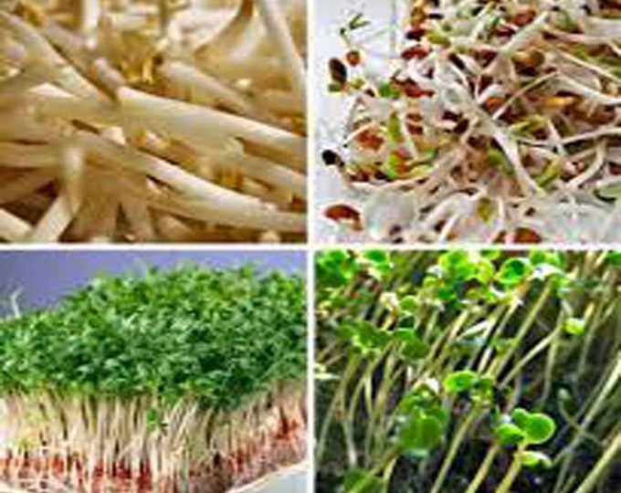 Flax Seed, Sprouting Seeds, Microgreen, Sprouting, Non GMO - Etsy