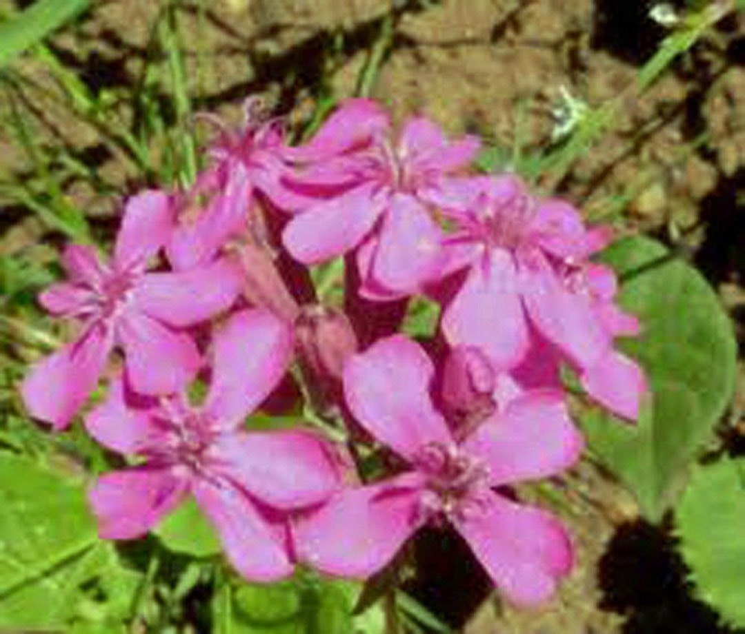 Catchfly Flower Seeds, Beautiful, Crimson-rose/pink Blooms . - Etsy