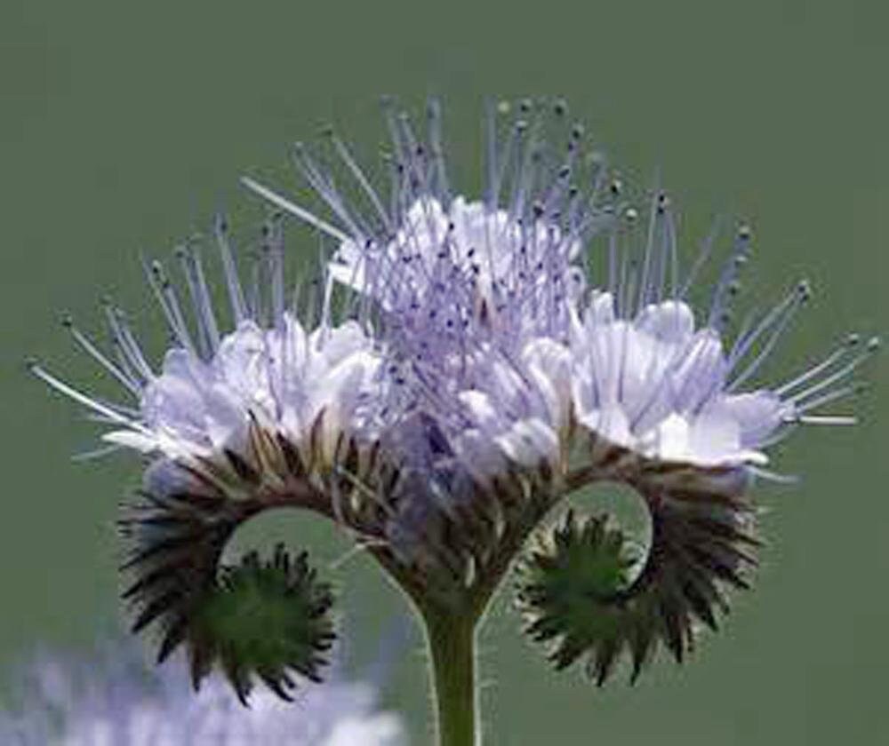 LACY PHACELIA - Etsy