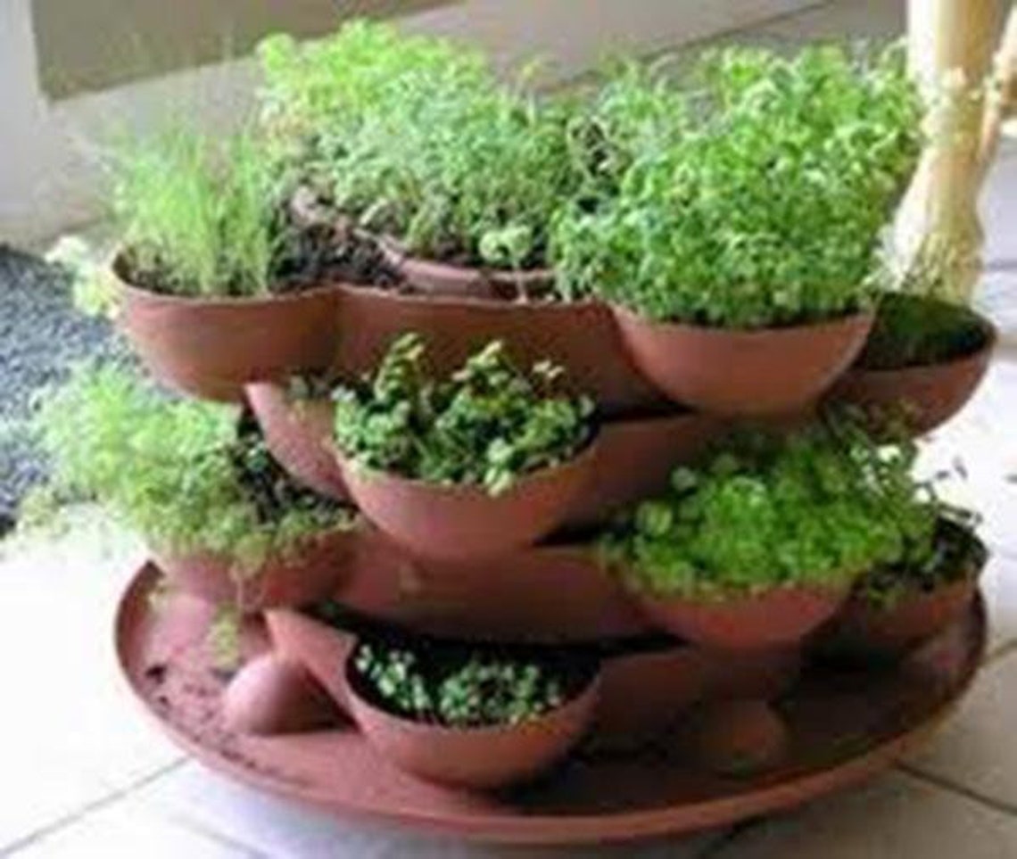 Herb Garden Collection, Large, Heirloom, Seeds, 13 TOP Varieties of ...