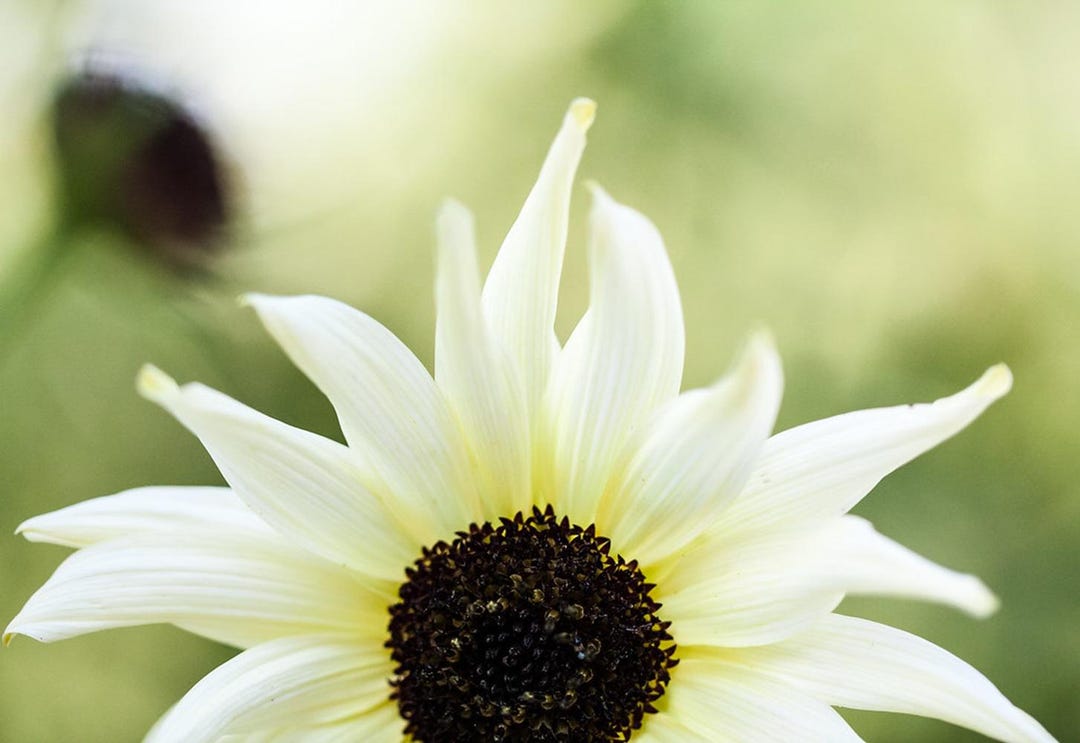 Italian White Sunflower Seeds - Majestic Garden Statement That Boasts ...