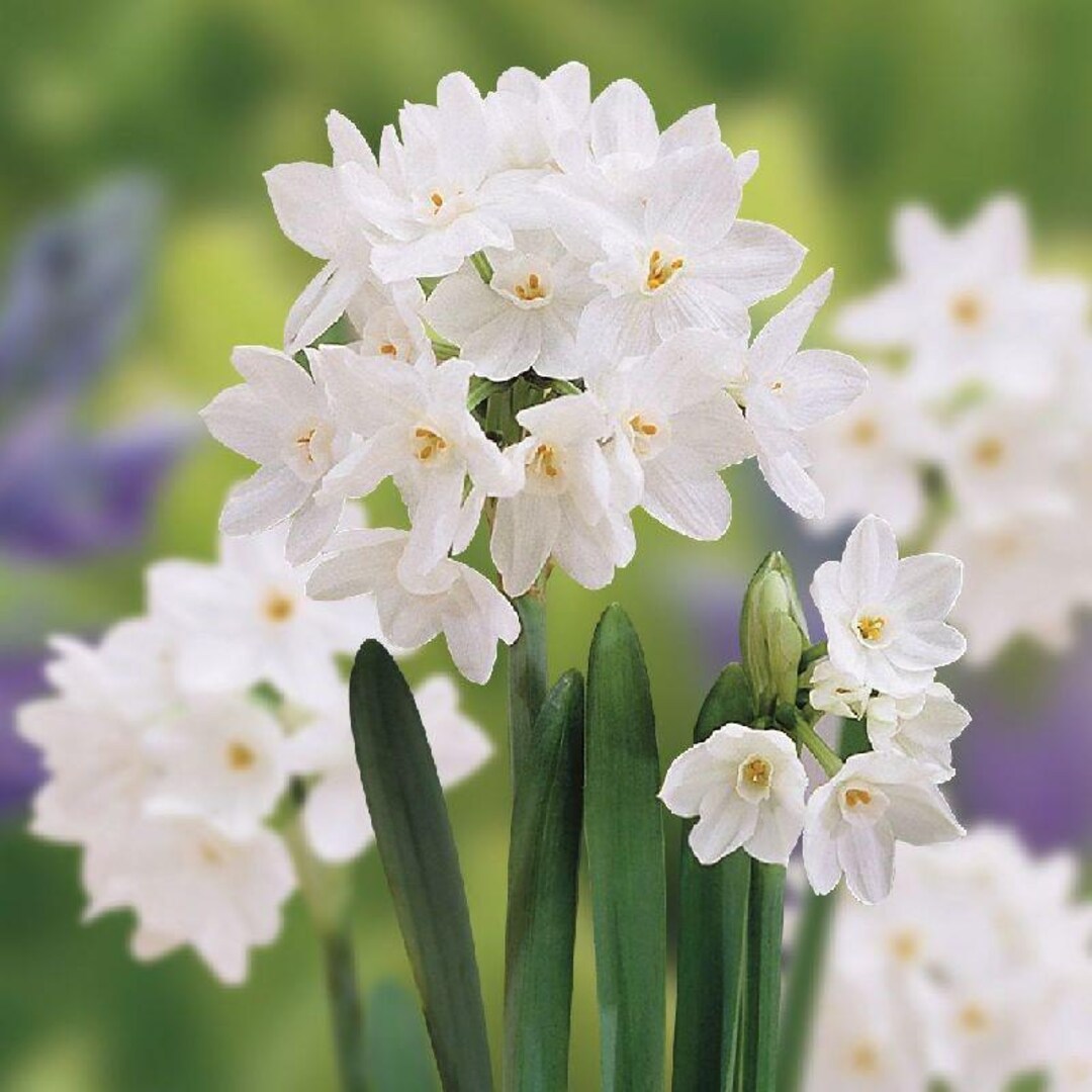 Paperwhite Daffodil Bulbs, White Perennial Paperwhite Daffodil Bulbs ...