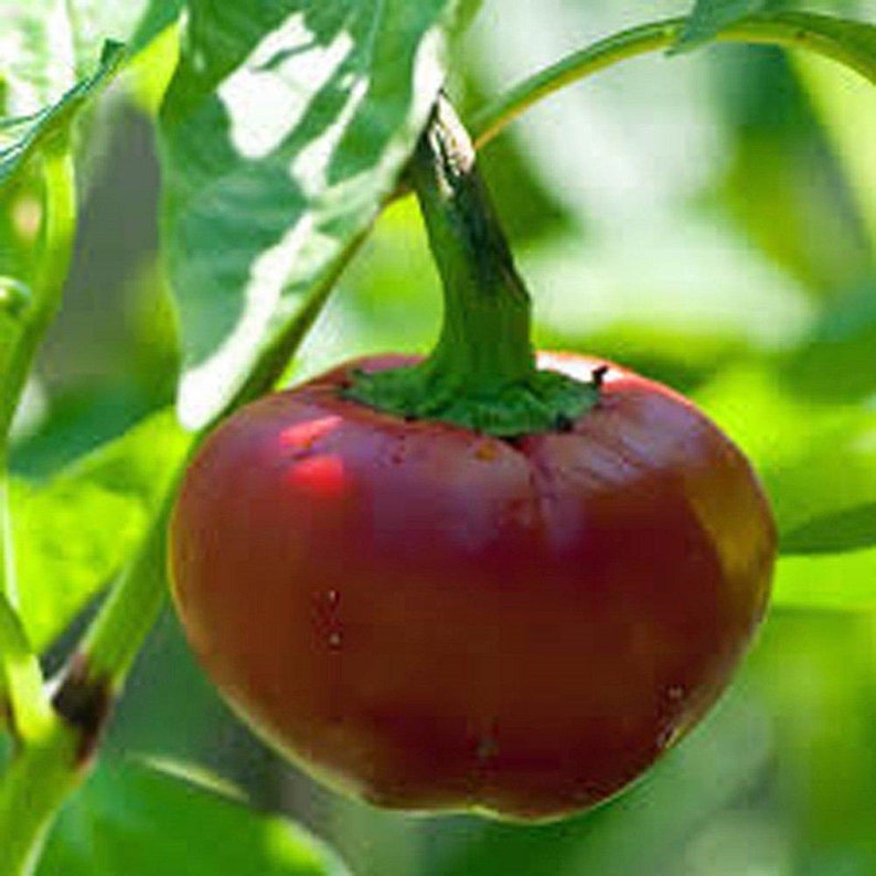 Pepper Seeds, Red Sweet Cherry Seeds, Heirloom, NON-GMO, Large Red ...