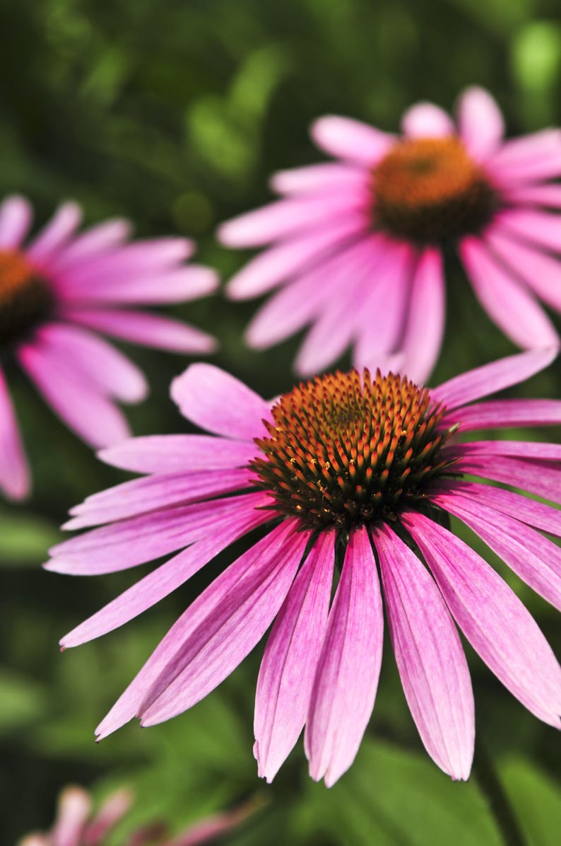 Purple Coneflower Seeds - A Vibrant Wildflower for Your Garden! - Etsy
