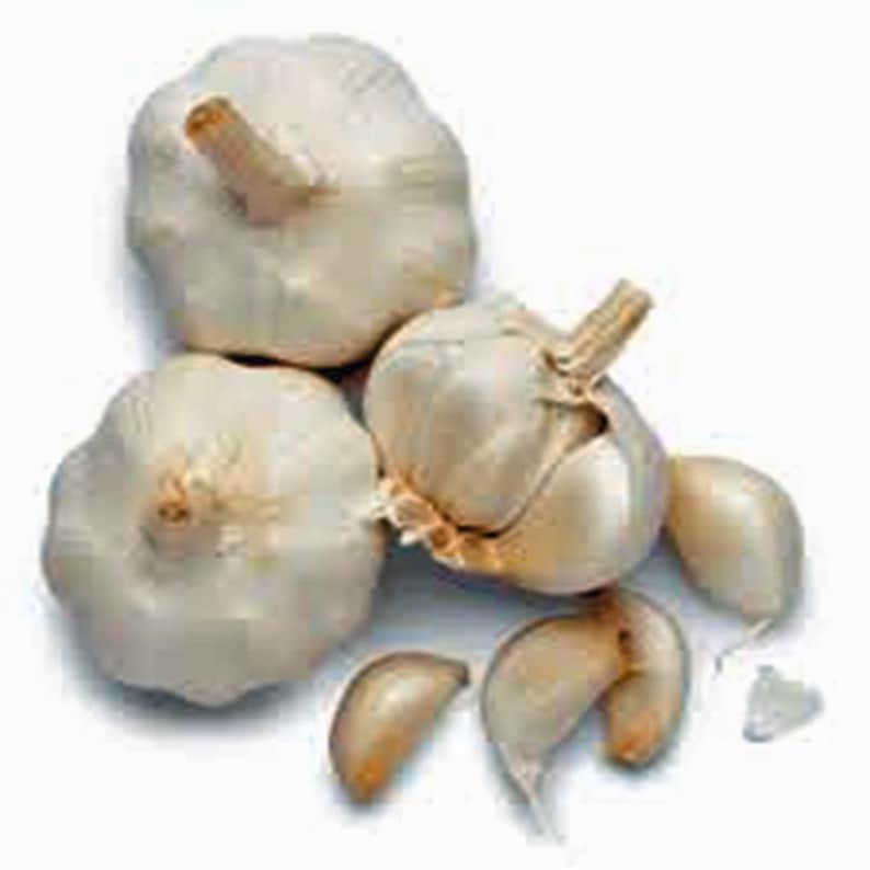 Garlic Bulbs , Whole Fresh California Softneck Garlic Bulb Sold by the ...