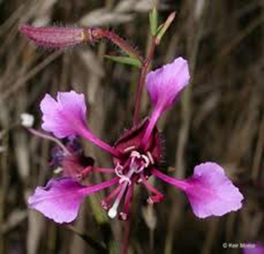 Elegant Clarkia Seeds - Clarkia Elegans - Non-gmo - Gorgeous Annual ...