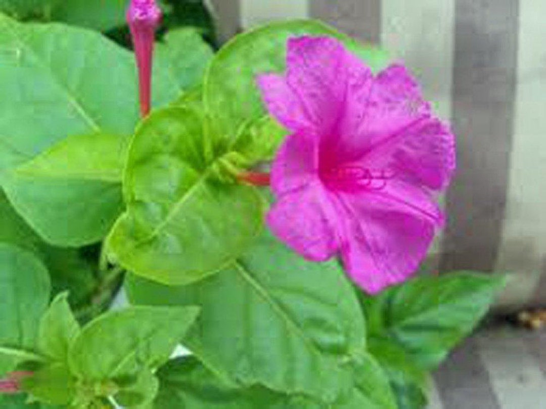 Four O'clock Pink Seeds, Flower Seeds, Beautiful Vivid Pink Colored ...