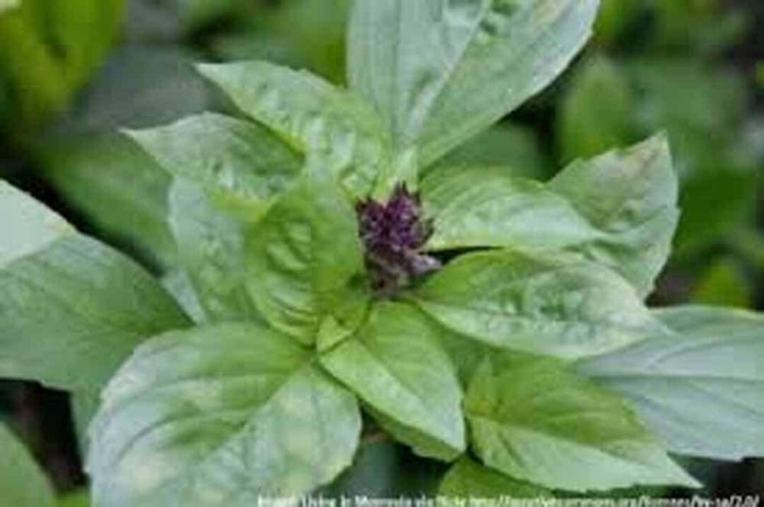Basil , Cinnamon, NON-GMO Seeds , Has a Spicy, Fragrant Aroma and ...