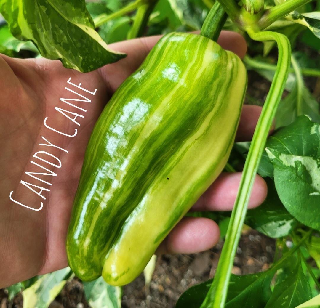 Variegated Candy Cane Pepper Seeds (red and Chocolate Mix) *ORGANIC* - Etsy