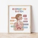 Respiratory System Educational Poster | Classroom | Medical Print ...