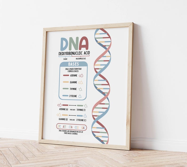 DNA Chart Poster | Homeschool Wall Art | Educational Wall Art ...