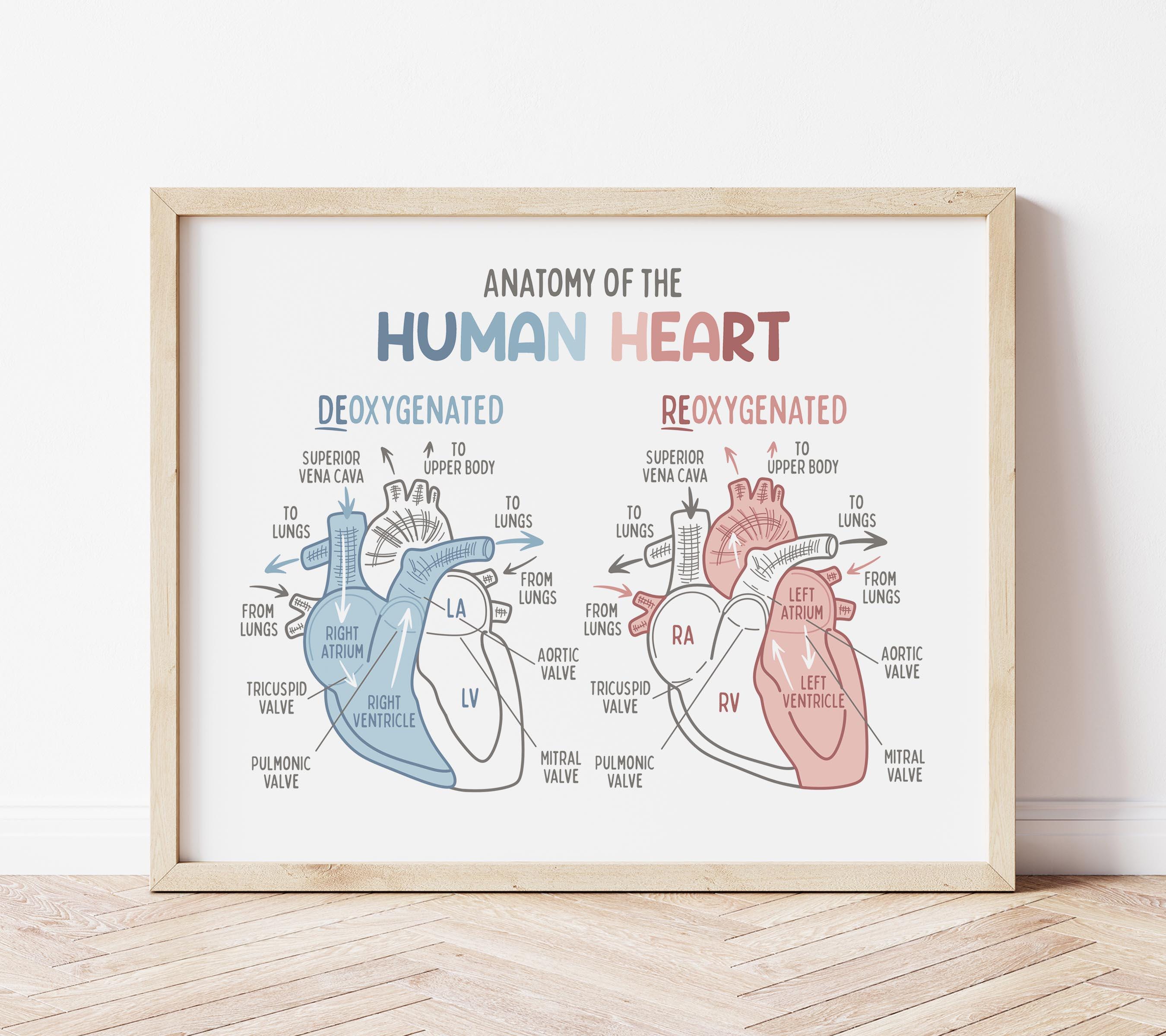 Anatomy of the Human Heart Poster for Kids | Classroom | Medical Print ...