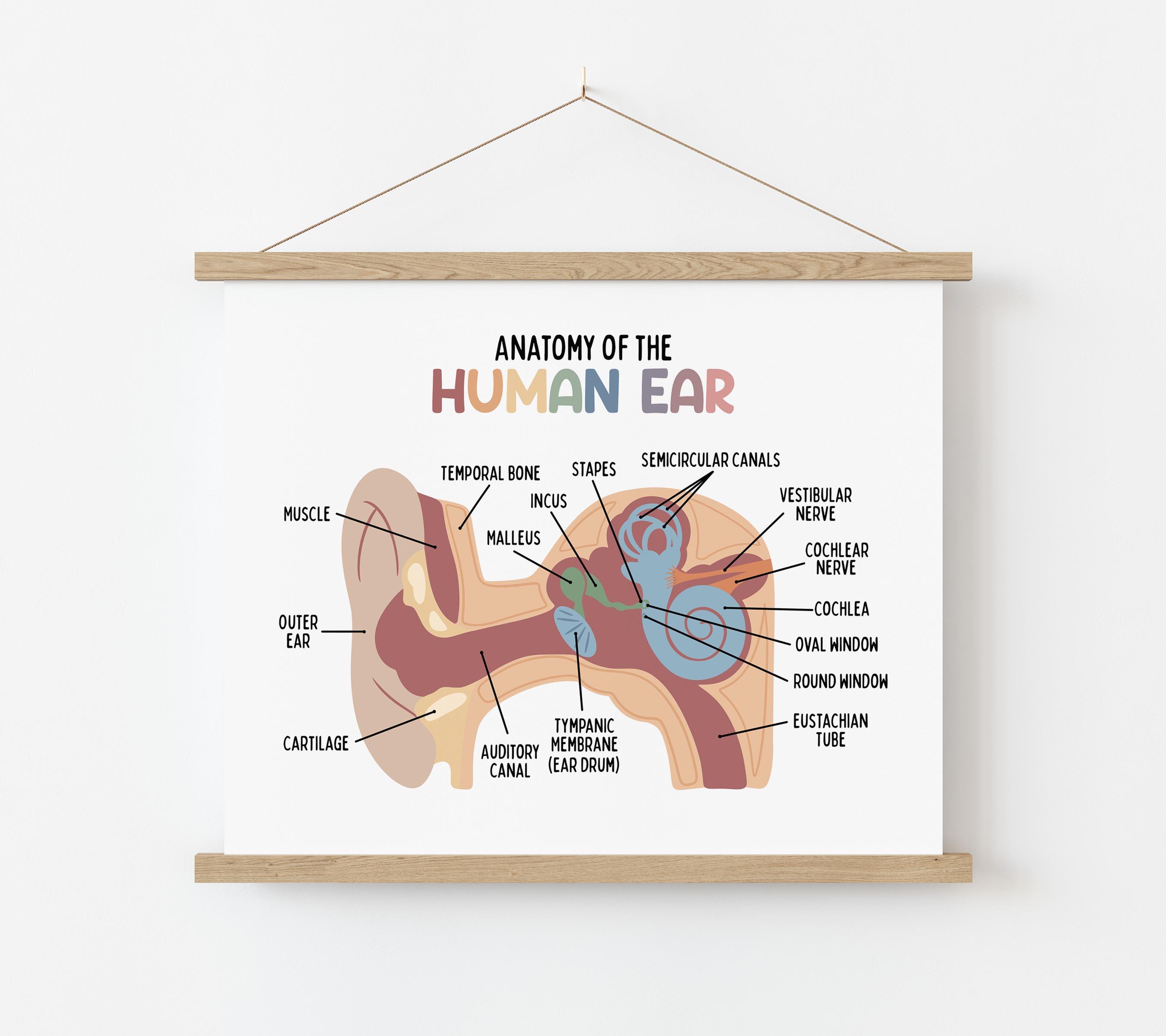 Anatomy of the Human Ear Poster Printable (digital Download ...