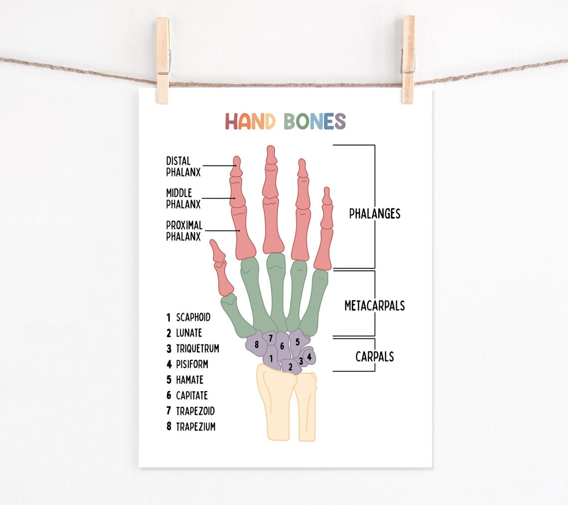 Hand Bones | Anatomy of the Hand Poster for Kids | Medical Print ...