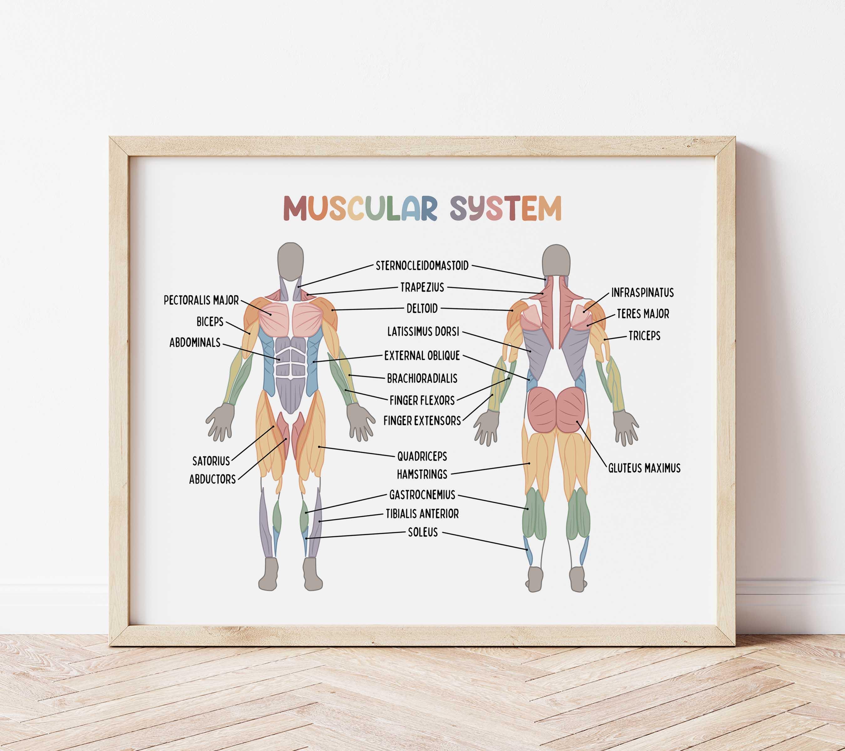 Muscular System Educational Poster | Homeschool Wall Art | Medical ...