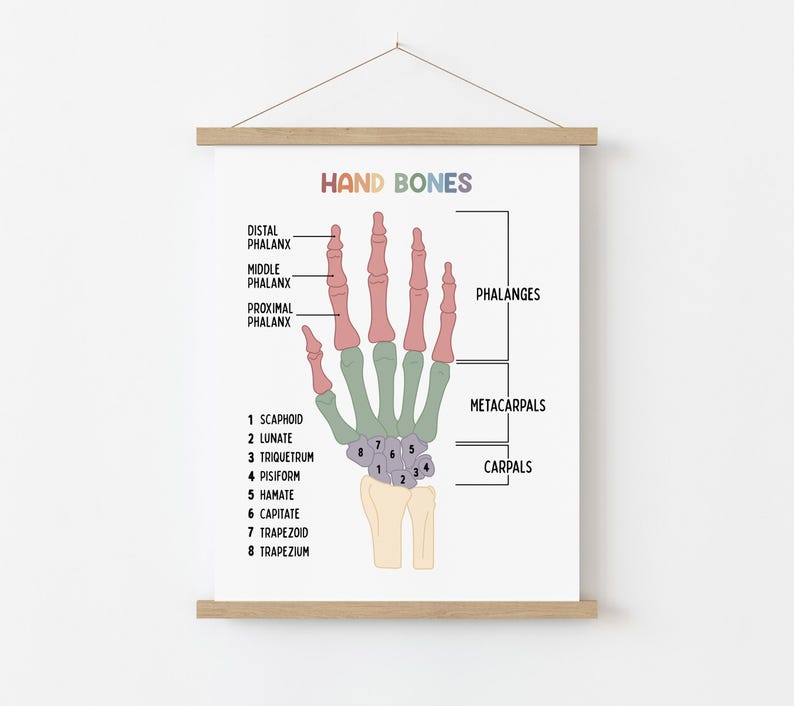 Hand Bones, Anatomy of the Hand Poster for Kids (digital Download) - Etsy