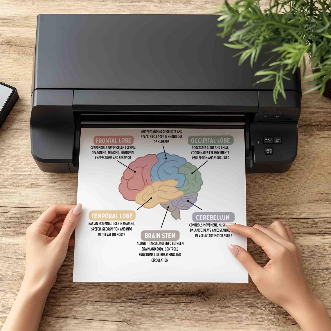 Human Brain Educational Poster for Kids (digital Download Printable ...