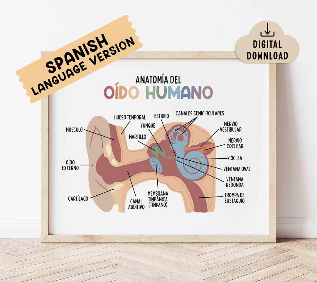 Anatomy of the Human Ear Oido Humano Poster Printable (digital Download ...