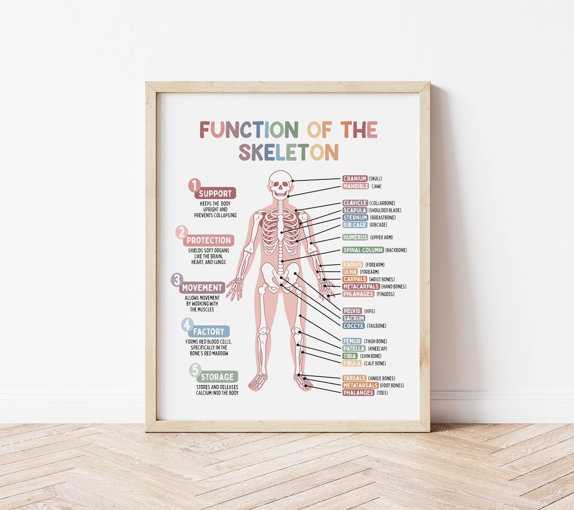 Human Body Set of 4 Educational Posters | Homeschool Wall Art | Medical ...