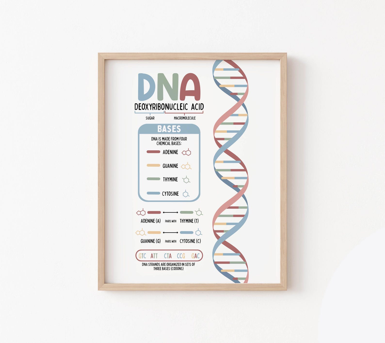 DNA Chart Poster | Homeschool Wall Art | Educational Wall Art ...