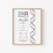 DNA Chart Poster | Homeschool Wall Art | Educational Wall Art ...