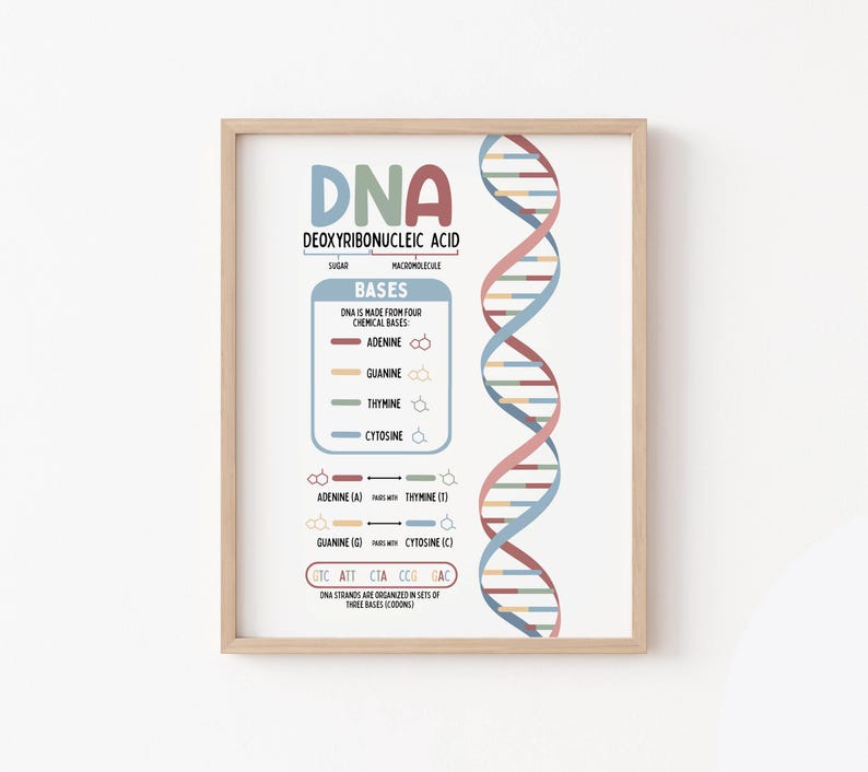 DNA Chart Poster | Homeschool Wall Art | Educational Wall Art ...