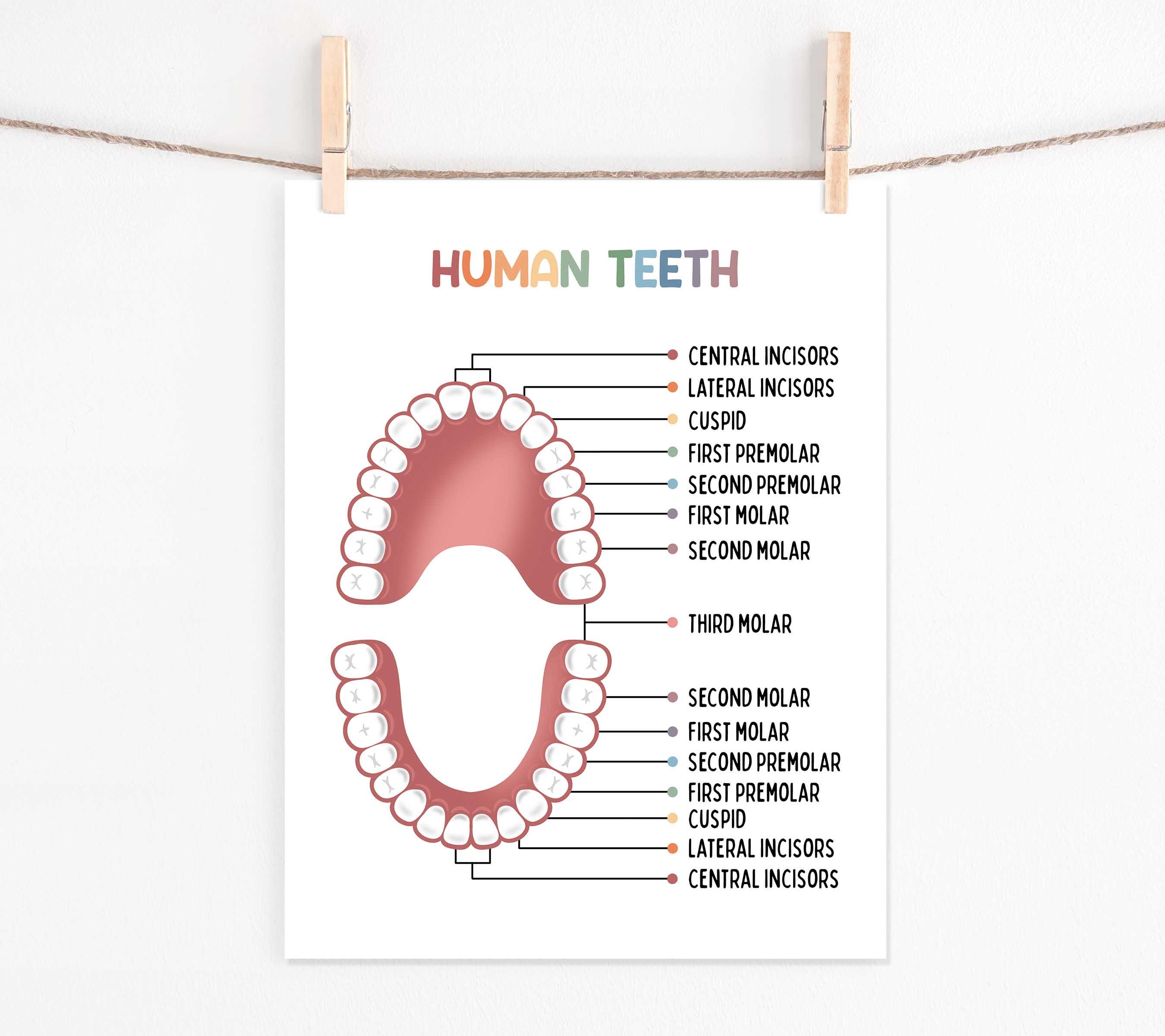 Human Teeth Poster for Kids | Classroom | Medical Print | Educational ...