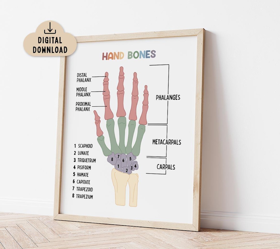 Hand Bones, Anatomy of the Hand Poster for Kids (digital Download) - Etsy