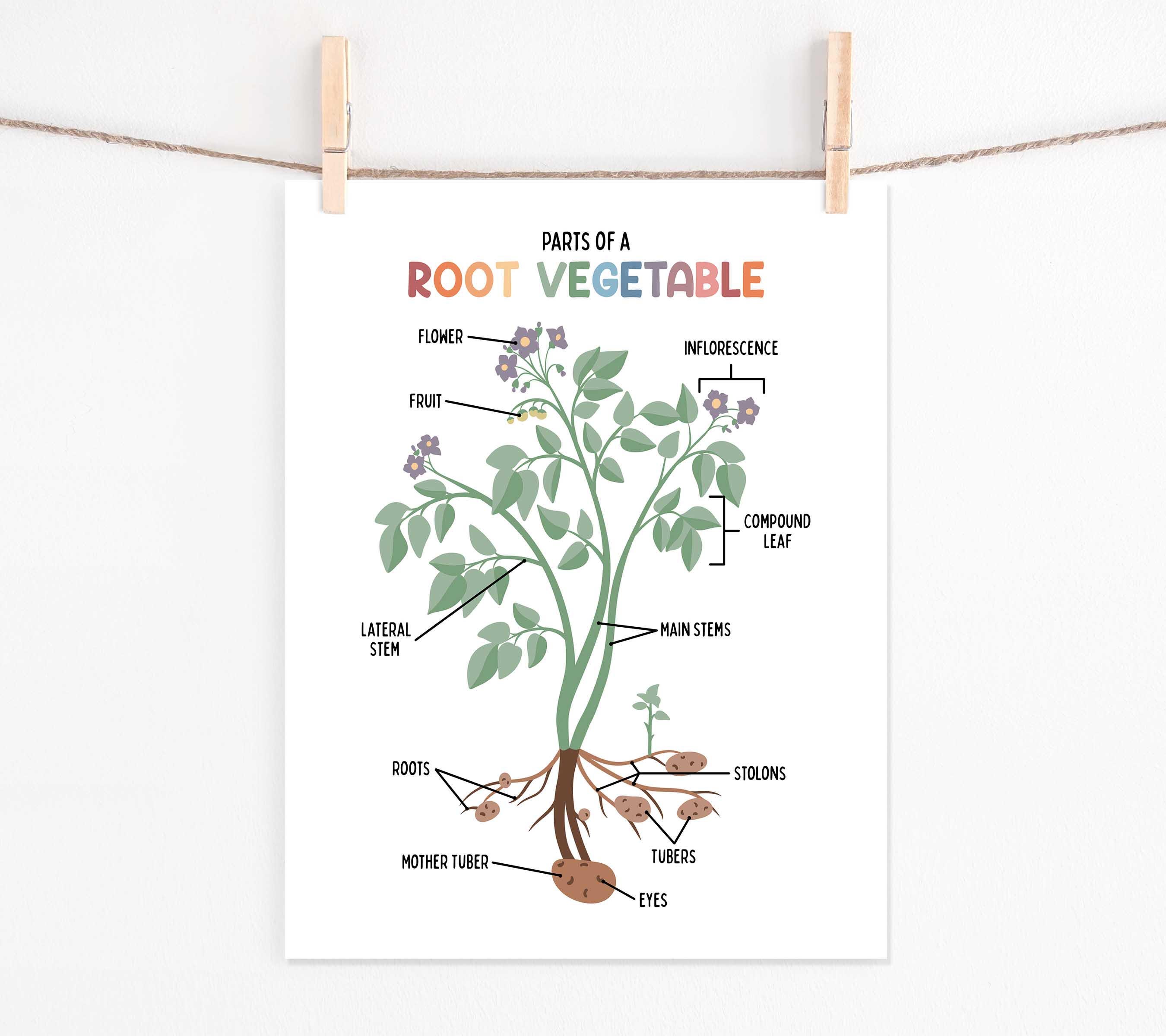 Parts of a Root Vegetable for Kids | Classroom Printable | Botany Print ...
